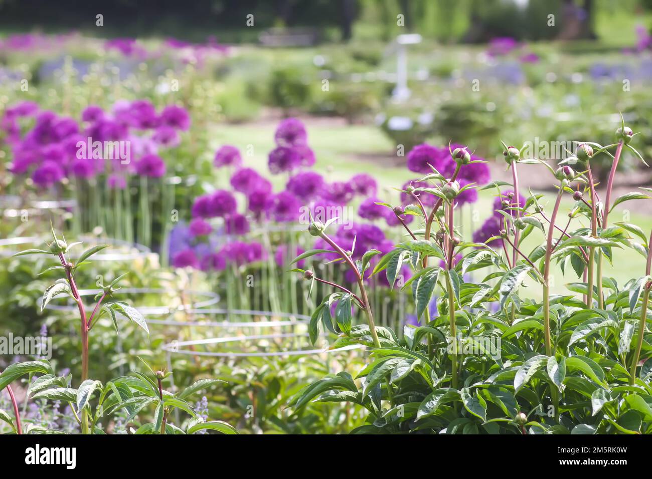 Giant violet Allium Giganteum flowers Stock Photo - Alamy