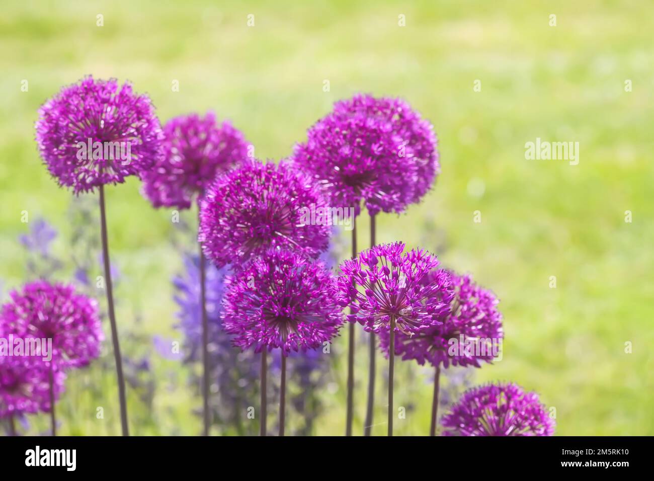 Giant violet Allium Giganteum flowers Stock Photo - Alamy