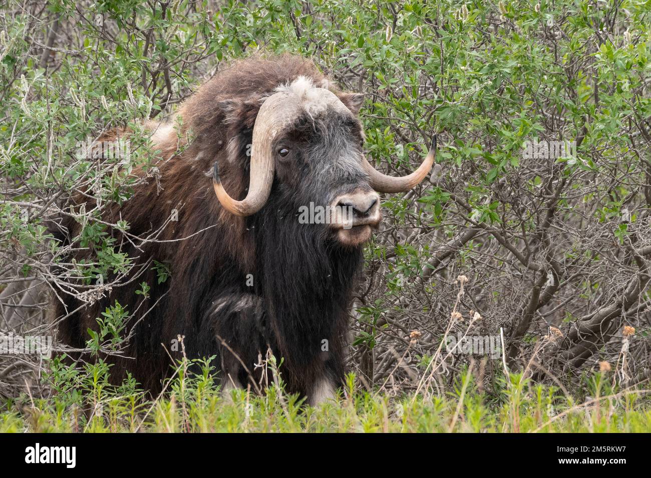 North America; United States; Alaska; Arctic; Tundra willows: Wildlife ...