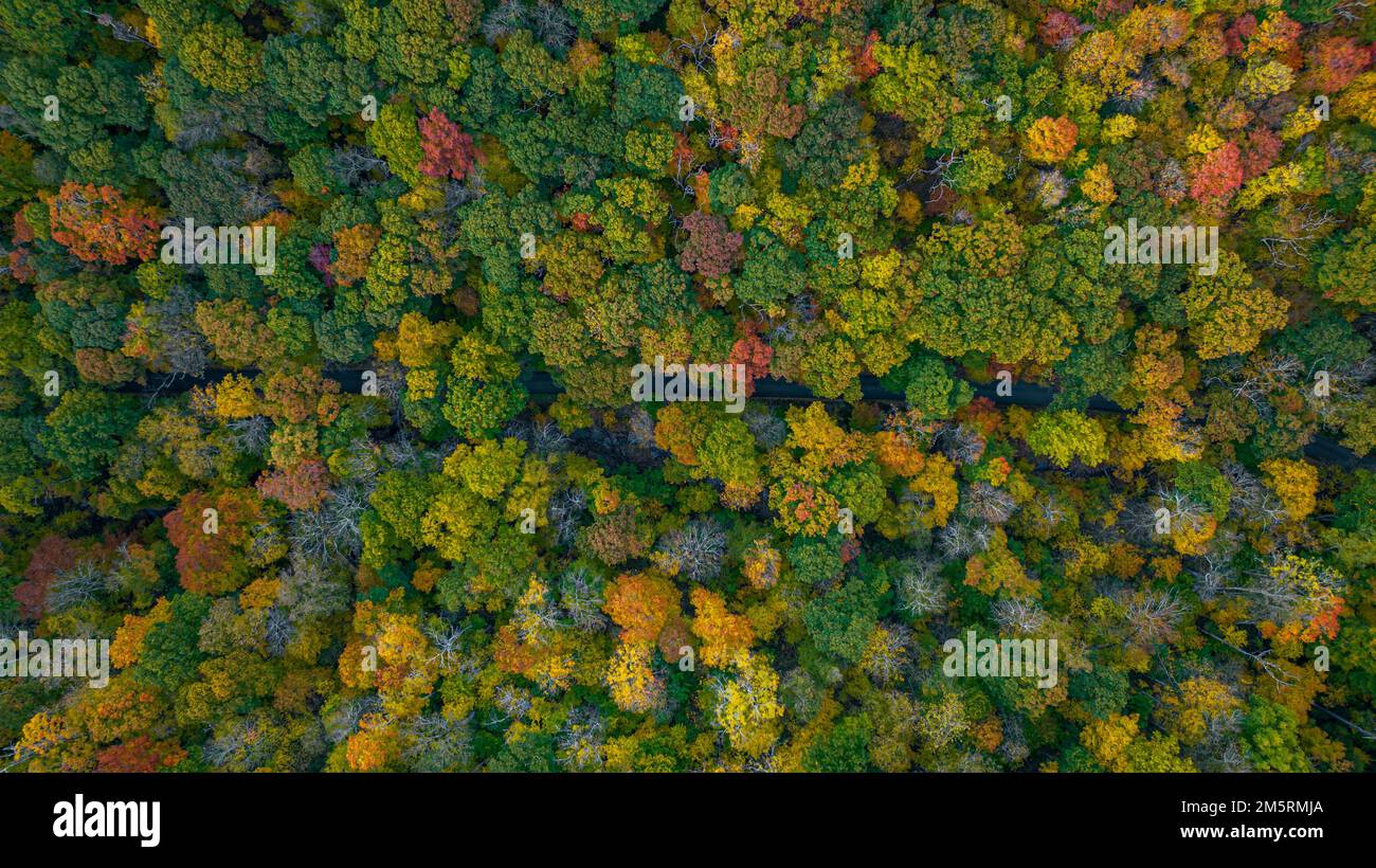 An aerial view of an autumnal forest area with bright-colored trees ...