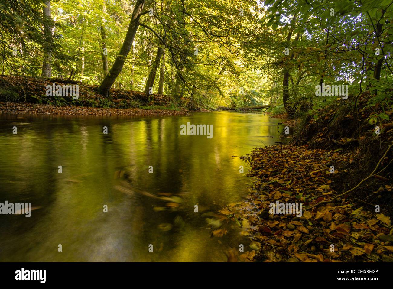 The green lush trees reflected in the narrow river in the forest Stock ...