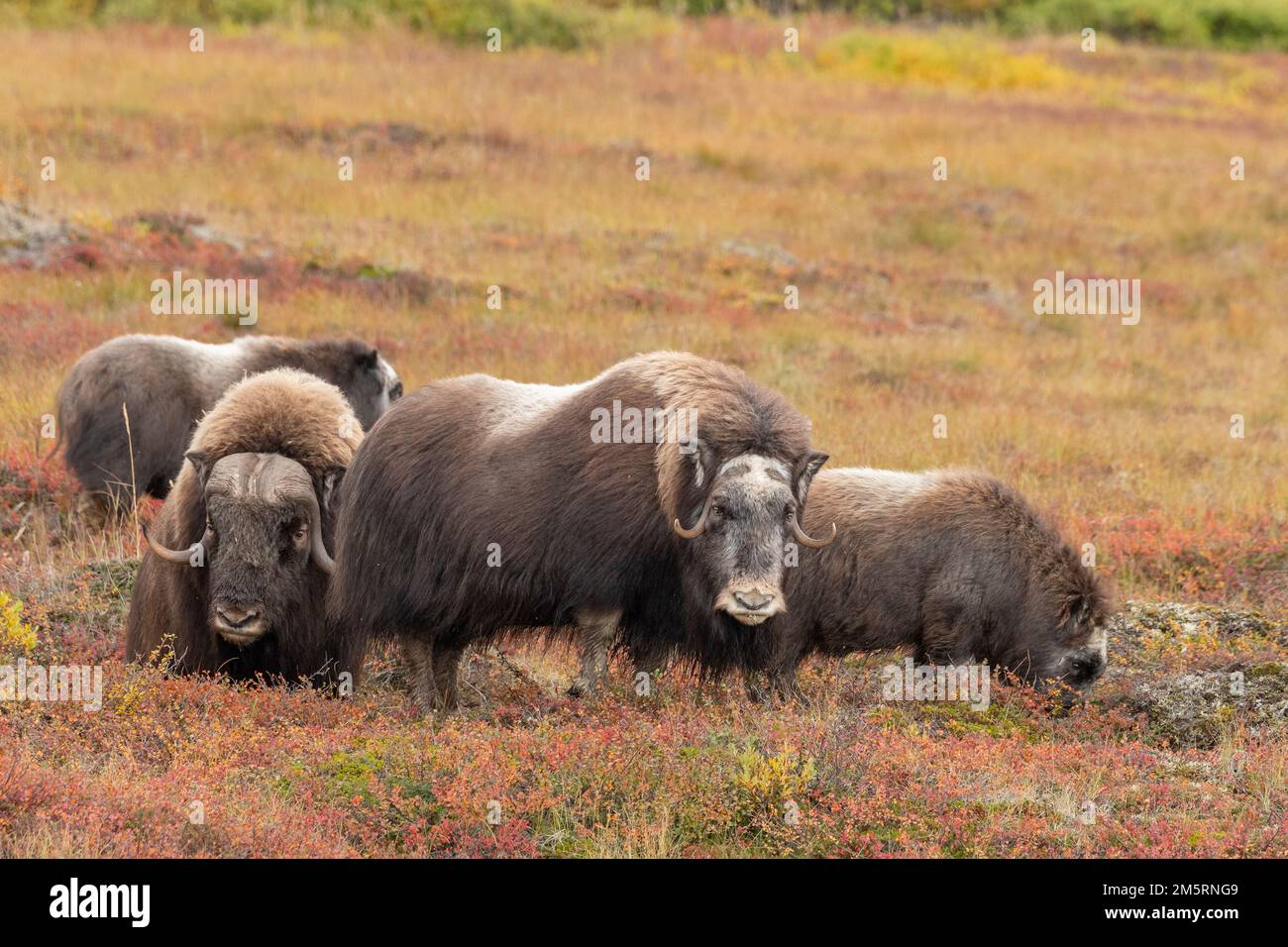 North America; United States; Alaska; Wildlife; Muskox; Ovibos ...