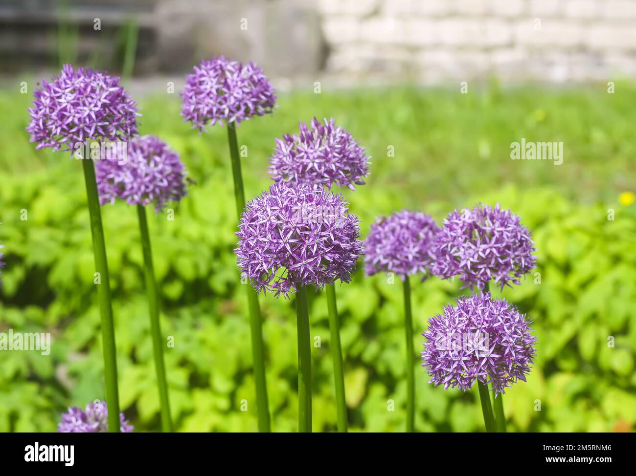 Giant violet Allium Giganteum flowers Stock Photo - Alamy