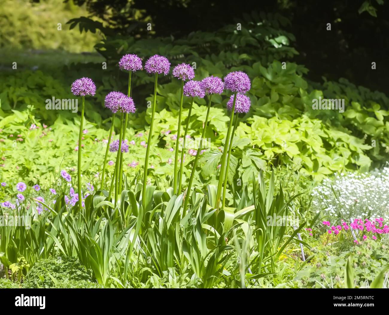 Giant violet Allium Giganteum flowers Stock Photo - Alamy