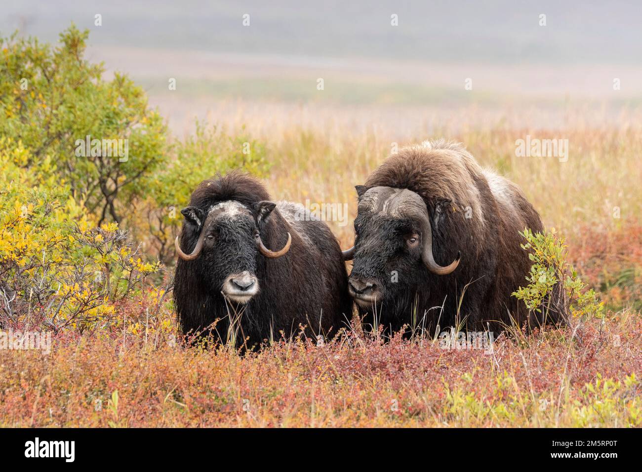 North America; United States; Alaska; Wildlife; Muskox; Ovibos ...