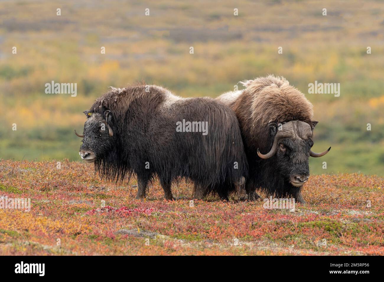 North America; United States; Alaska; Wildlife; Muskox; Ovibos ...