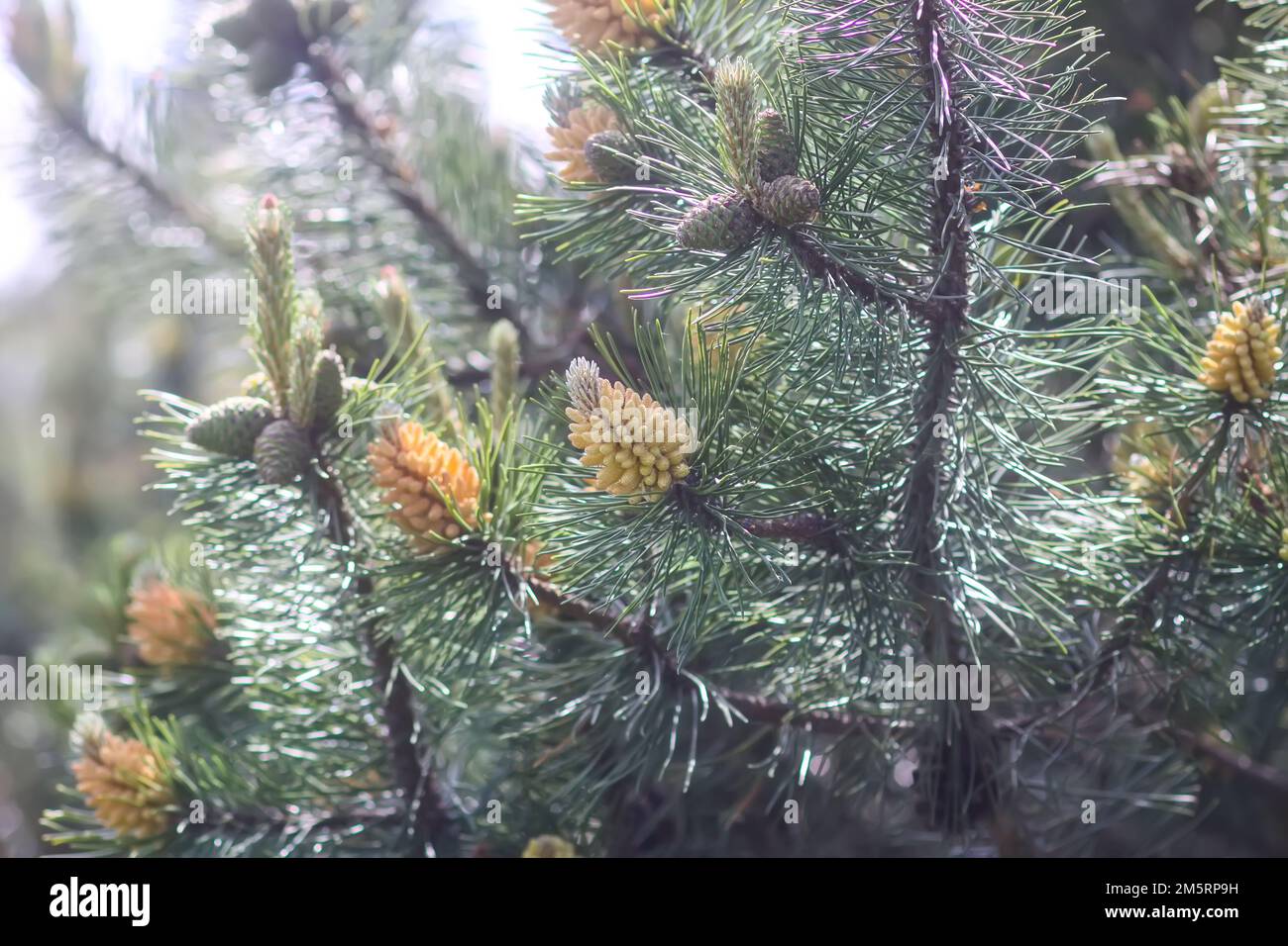 Spruce tree branches in summer park. Pine pollen used in herbal ...