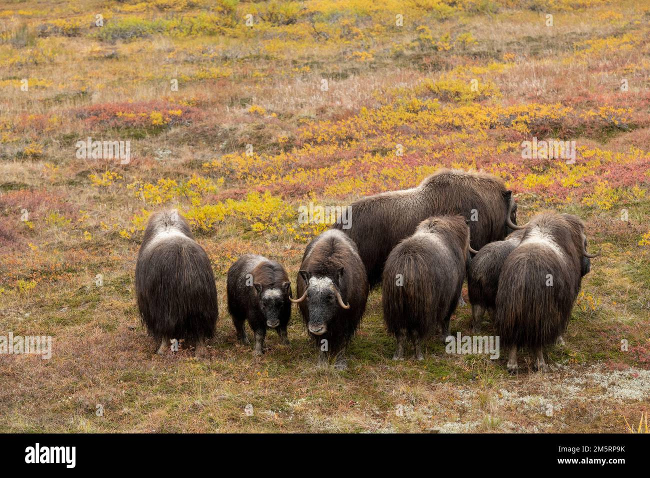 Muskox defensive circle hi-res stock photography and images - Alamy