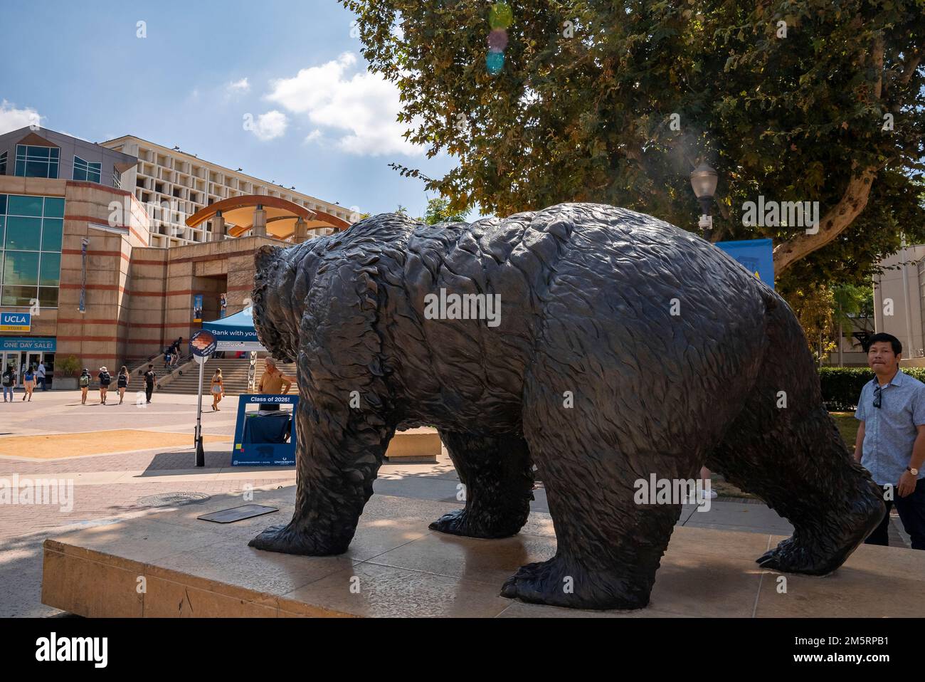 Bronze statue of Bruin at campus of University of California at Los ...