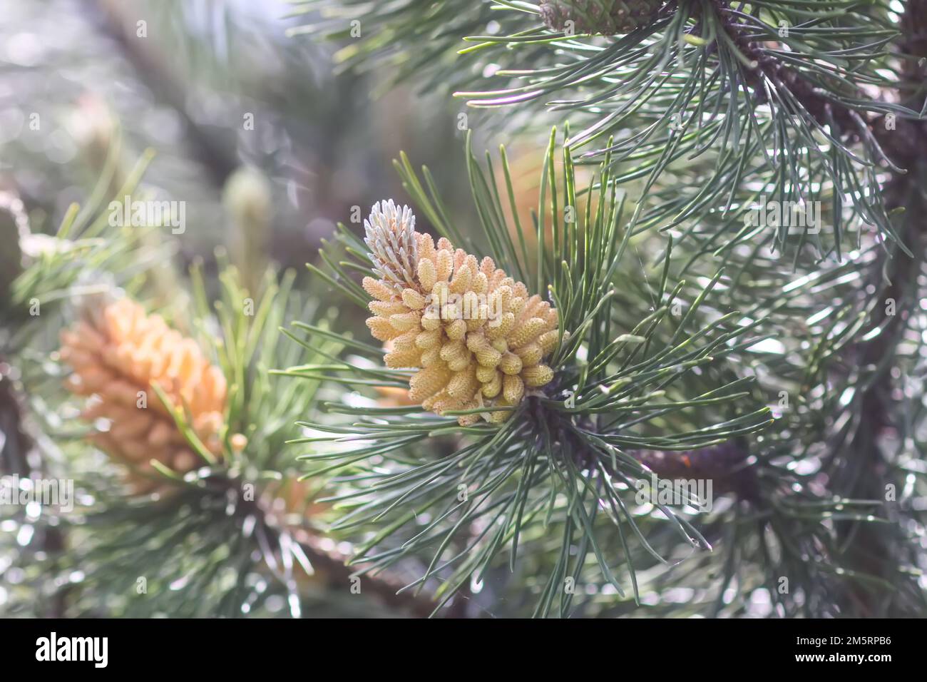 Spruce tree branches in summer park. Pine pollen used in herbal ...