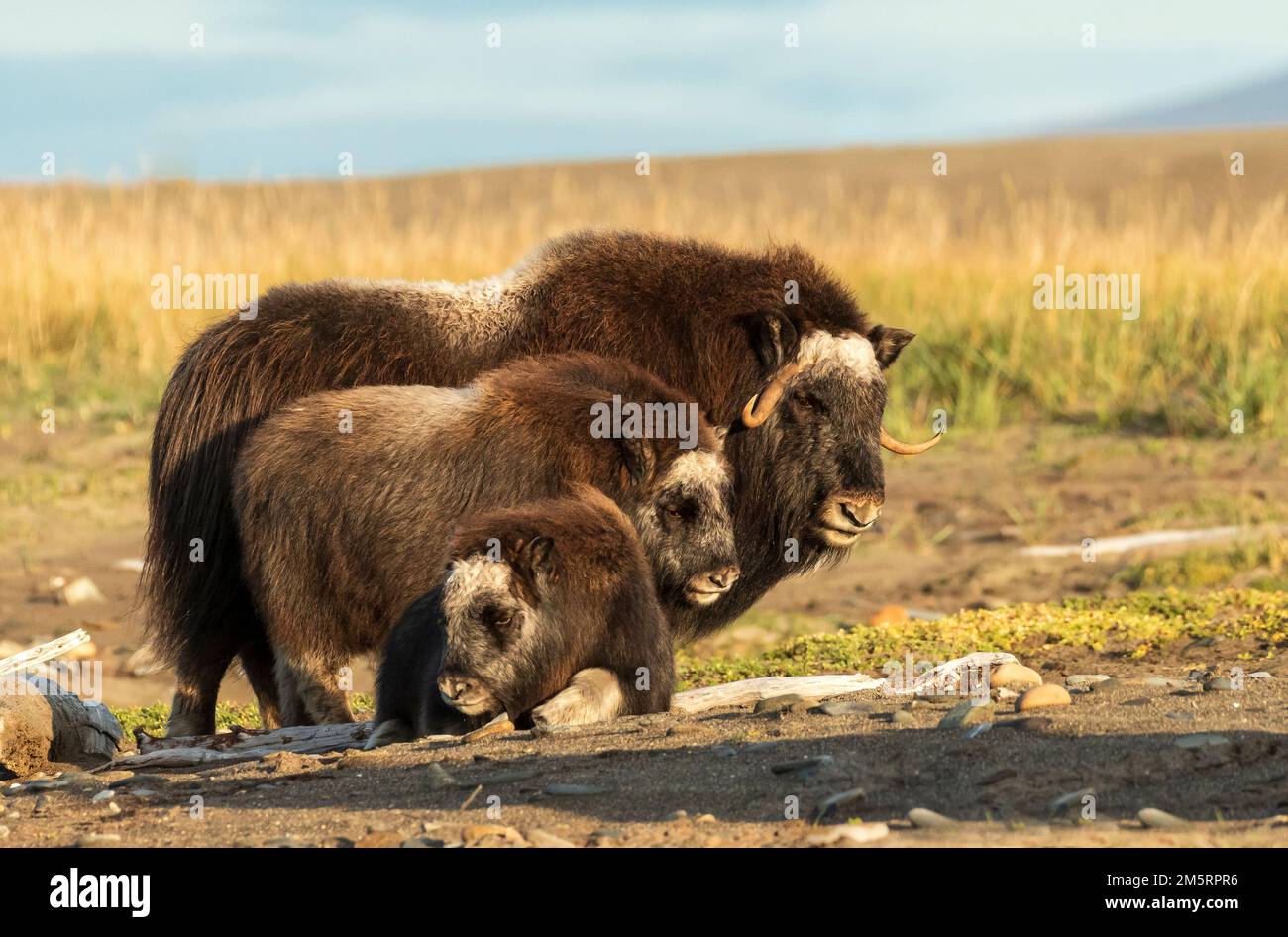 North America; United States; Alaska; Wildlife; Muskox; Ovibos ...