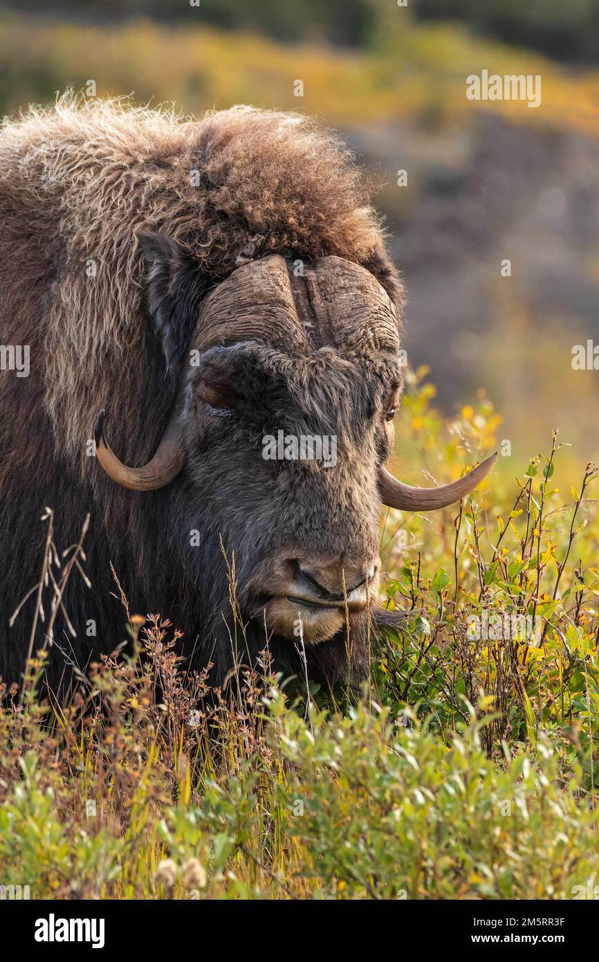 North America; United States; Alaska; Wildlife; Muskox; Ovibos ...