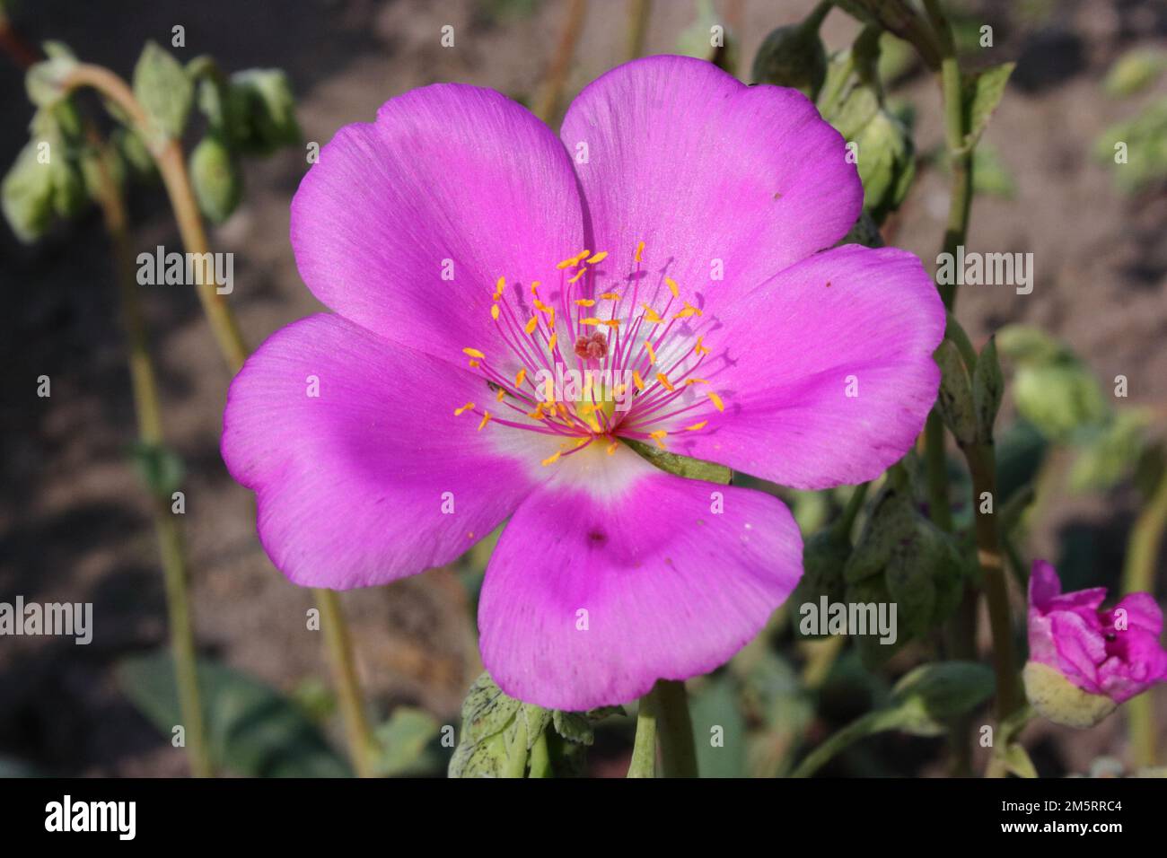Flower of Rock Purslane (Cistanthe grandiflora Stock Photo - Alamy