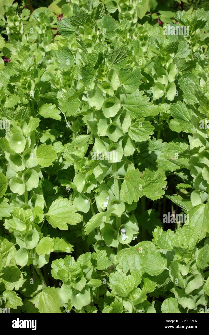 Bells of Ireland (Molucella laevis Stock Photo - Alamy