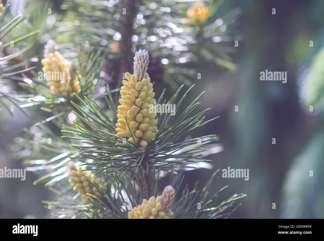Spruce tree branches in summer park. Pine pollen used in herbal ...