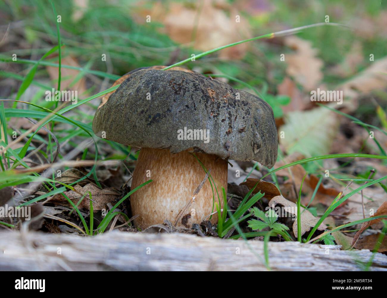A closeup of a Boletus aereus or the dark cep or bronze bolete mushroom ...