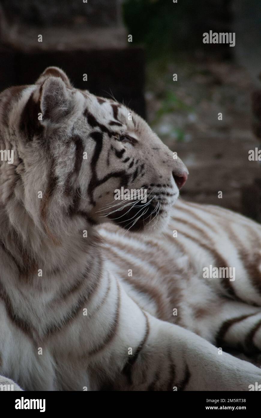 A vertical shot of a white Bengal tiger lying on the ground with a ...
