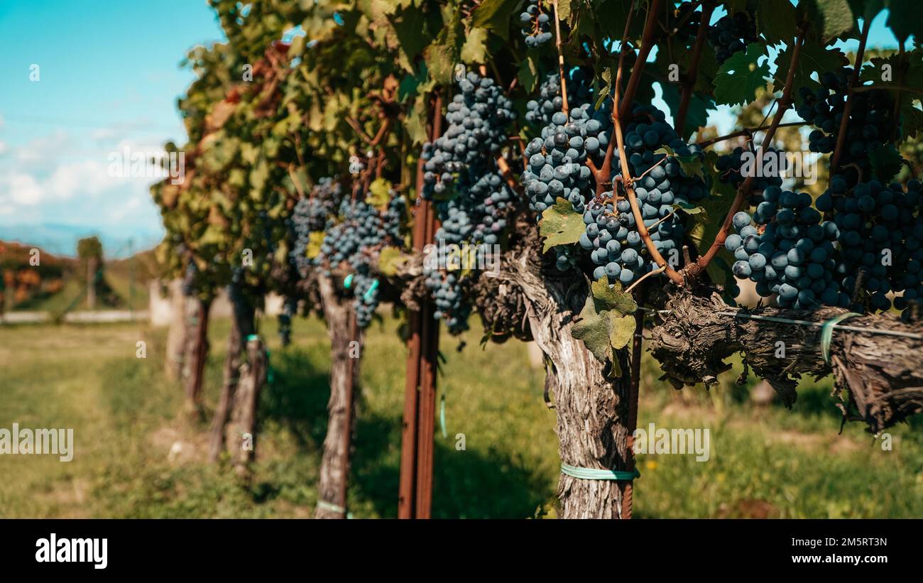 Row branches hi-res stock photography and images - Alamy