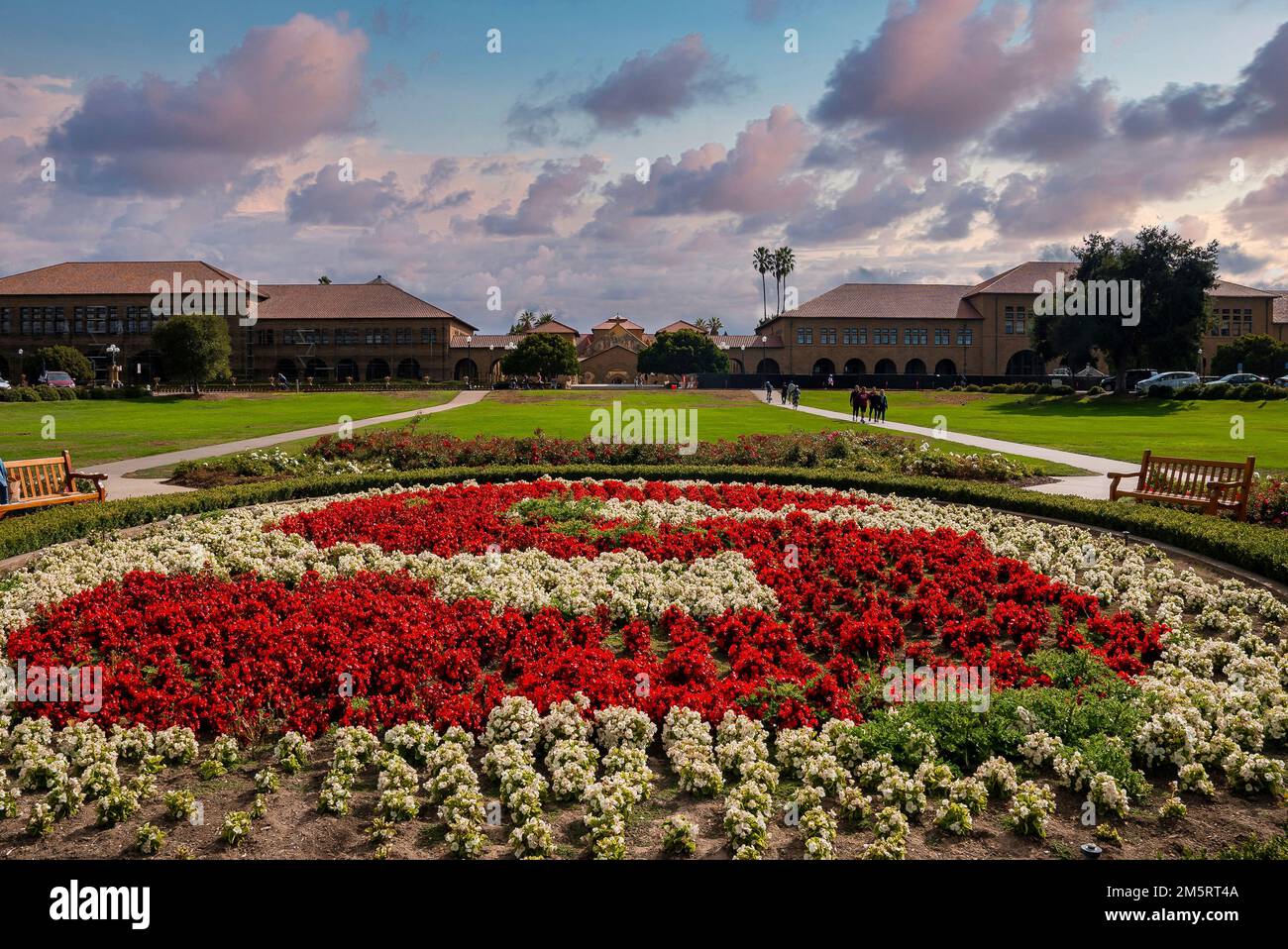 Beautiful flowers growing in garden at Stanford University campus Stock ...