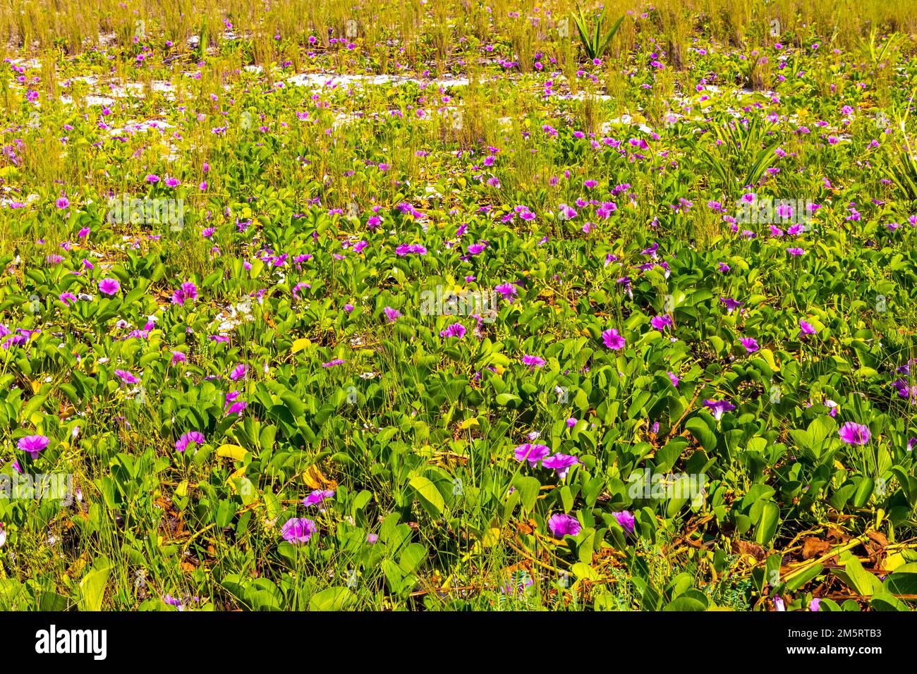 Beautiful pink violet purple morning glory or Goat's foot Ipomoea pes ...