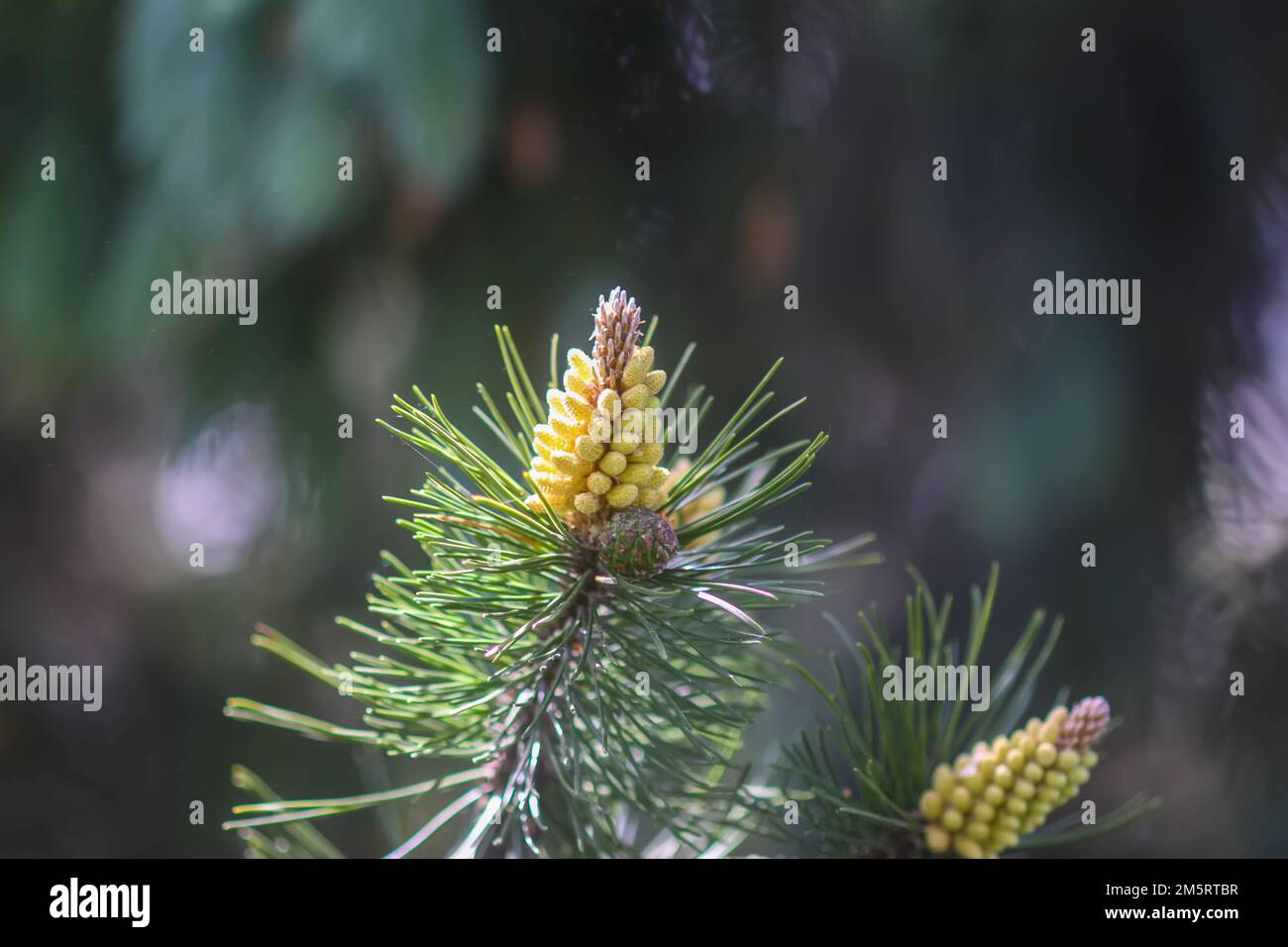 Spruce tree branches in summer park. Pine pollen used in herbal ...