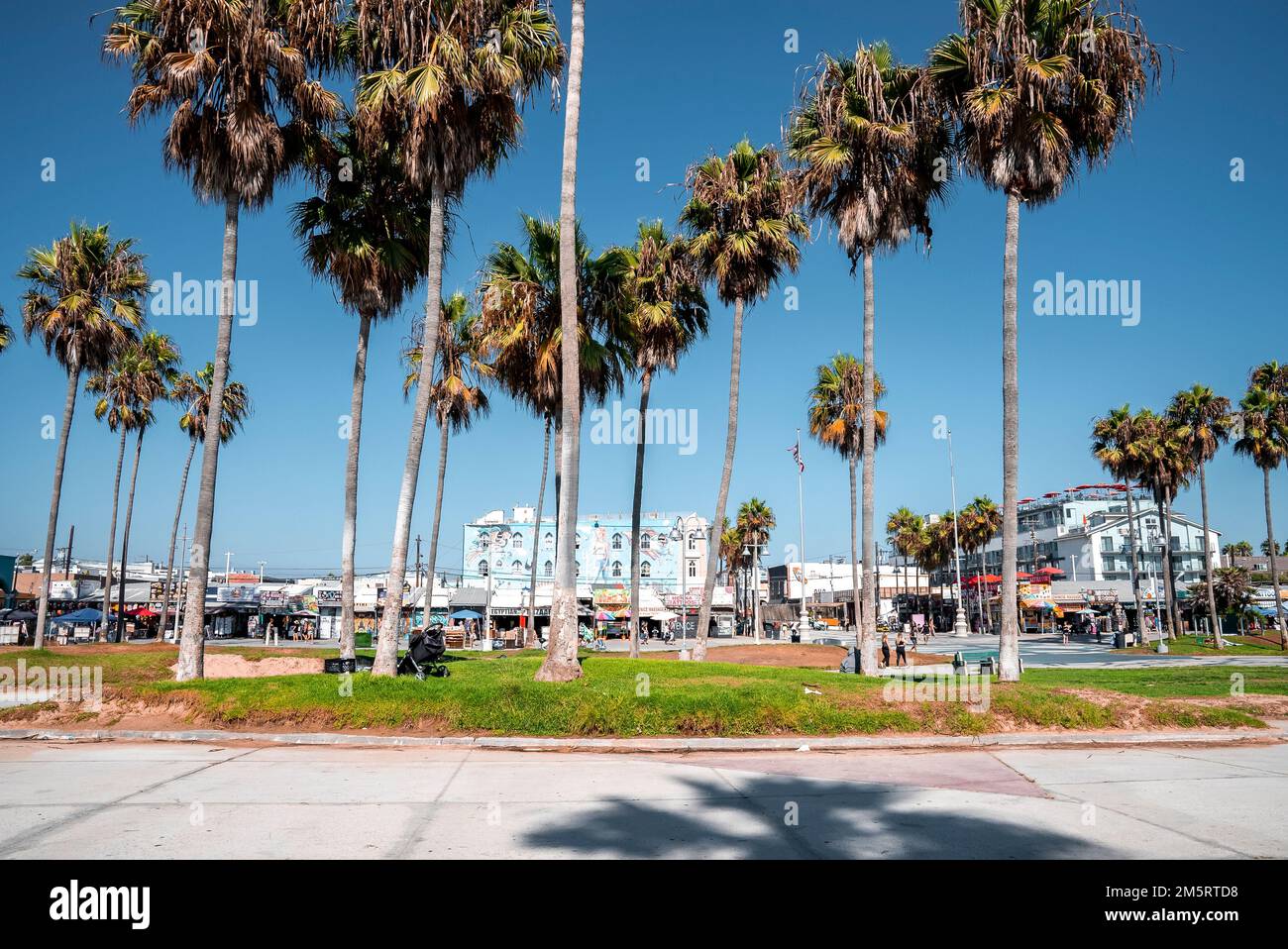 Tall palm trees in venice hi-res stock photography and images - Alamy