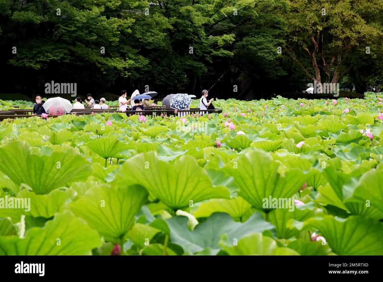 Blooming pink lotus flowers in the Shinobazu Pond in Ueno Park, Tokyo ...
