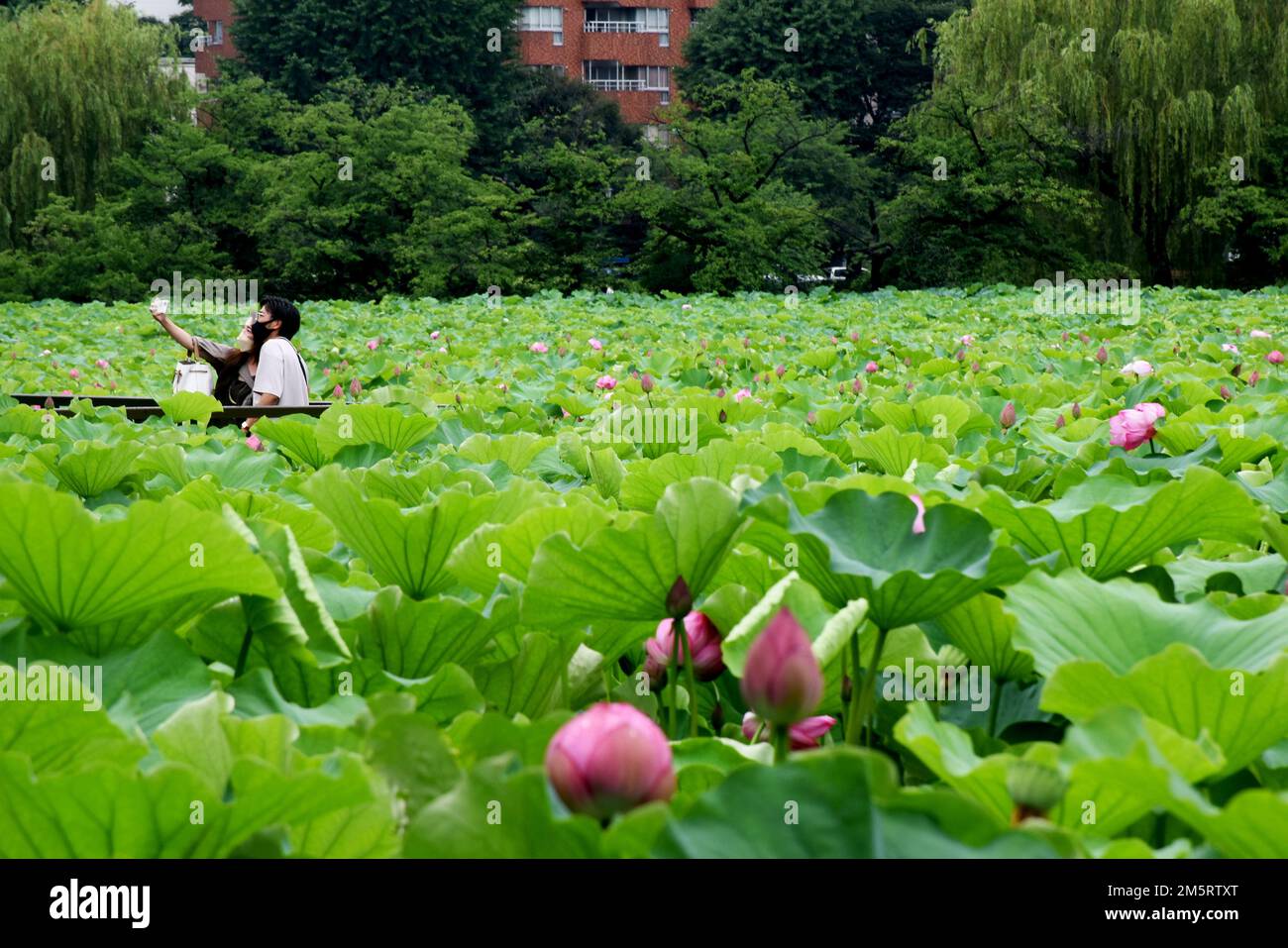Blooming pink lotus flowers in the Shinobazu Pond in Ueno Park, Tokyo ...