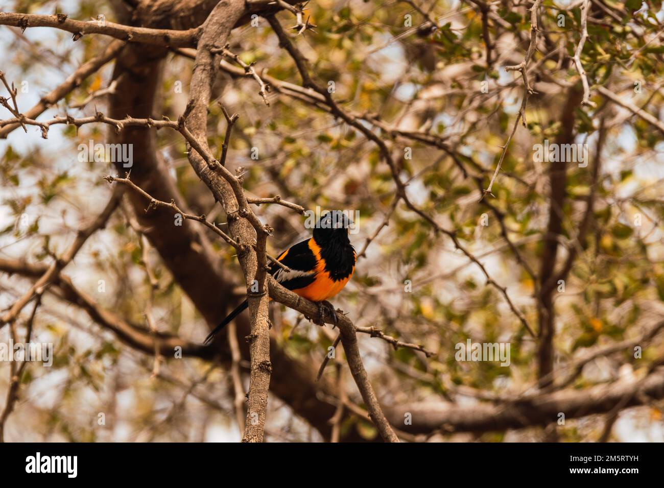 A closeup of a Venezuelan troupial (Icterus icterus) on a branch of a ...