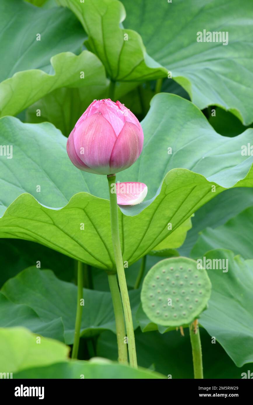 Blooming pink lotus flowers in the Shinobazu Pond in Ueno Park, Tokyo ...