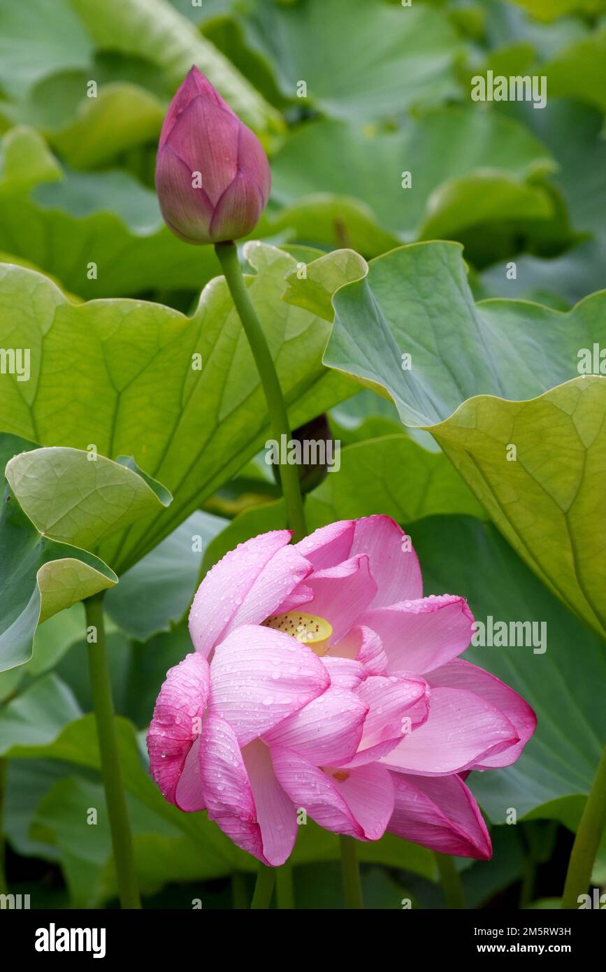Blooming pink lotus flowers in the Shinobazu Pond in Ueno Park, Tokyo ...