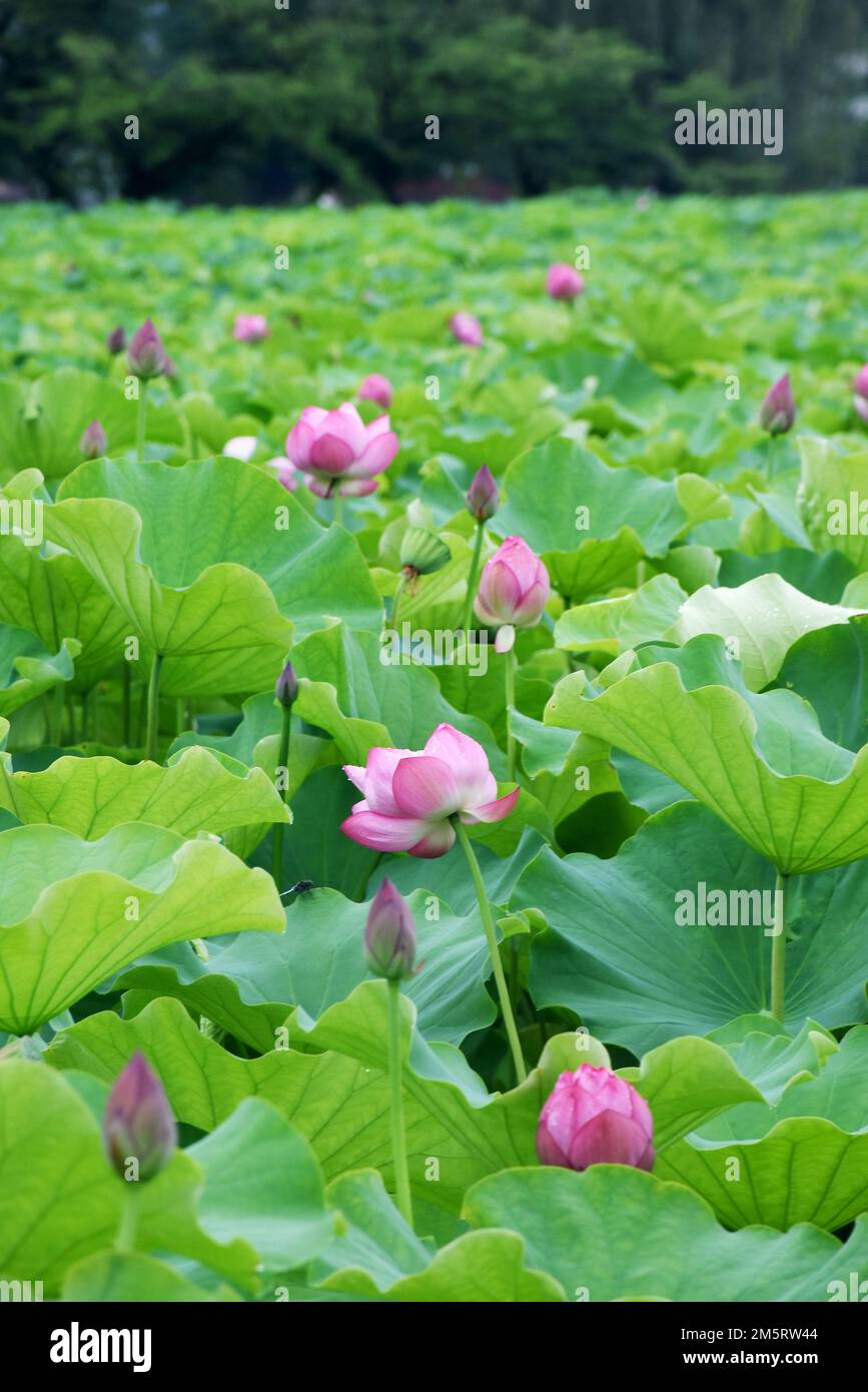 Blooming pink lotus flowers in the Shinobazu Pond in Ueno Park, Tokyo ...