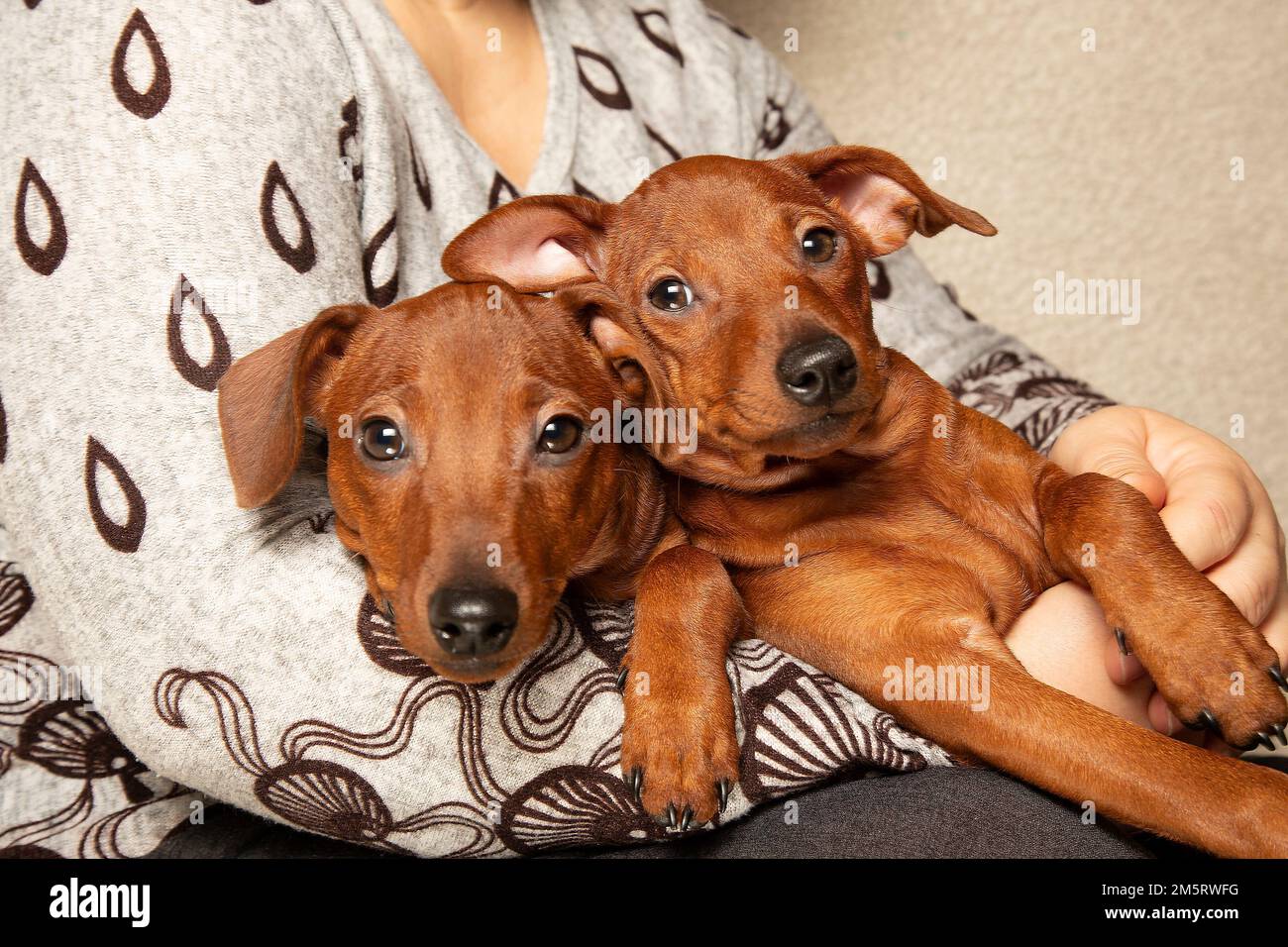 The muzzles of two purebred puppies. Portrait. Puppies are lying in the ...