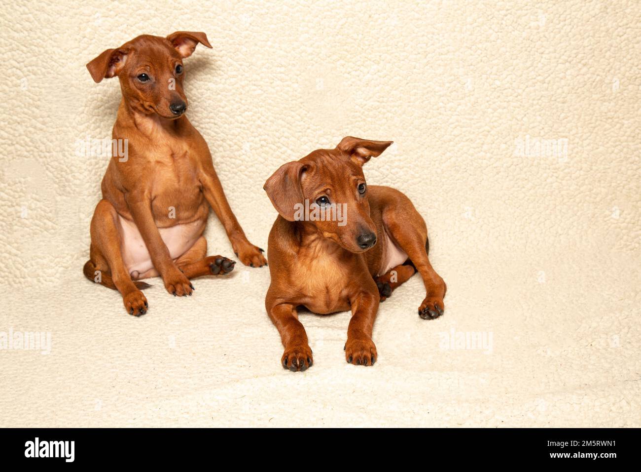 Two small dogs are sitting and lying on a light blanket. Two purebred ...