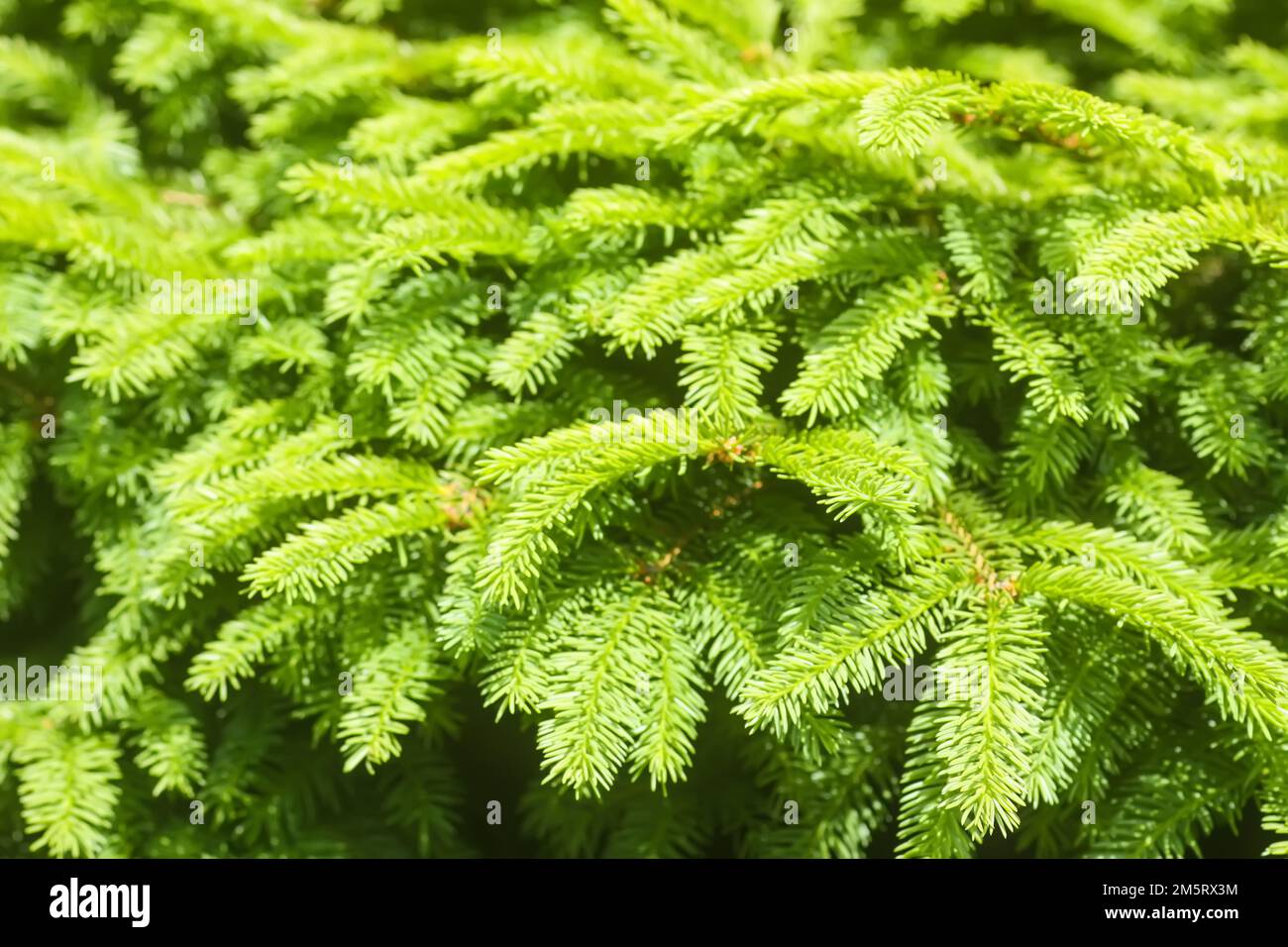 Tree branches in summer hi-res stock photography and images - Alamy