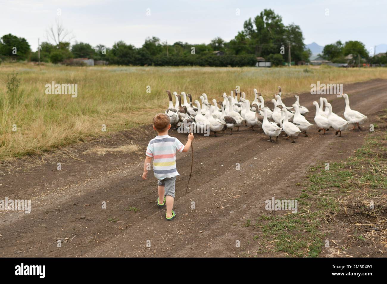 Domestic geese children hi-res stock photography and images - Alamy