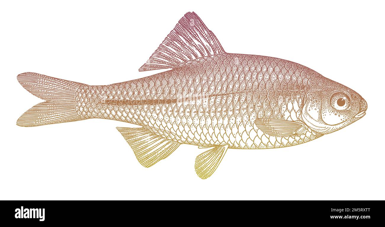 Genuine bitterling acheilognathus melanogaster, threatened freshwater ...