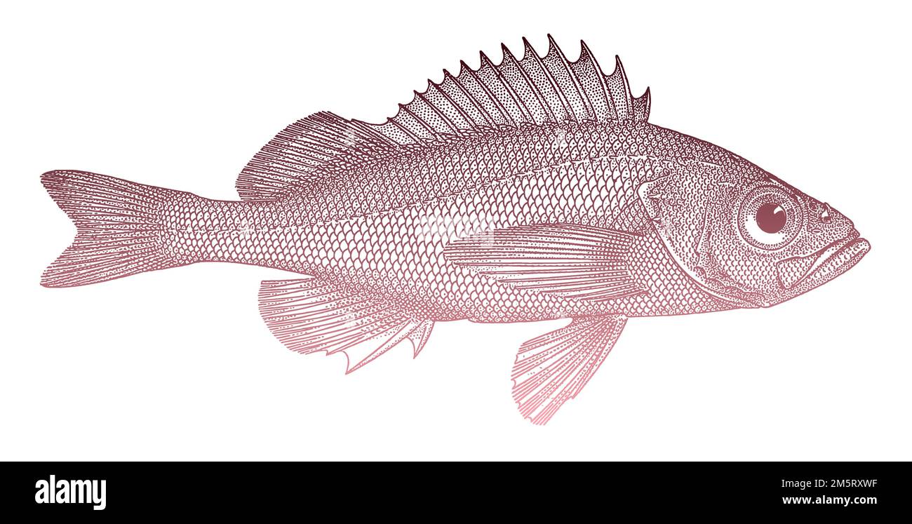 Owston's rockfish sebastes owstoni, deep-water fish in side view Stock ...