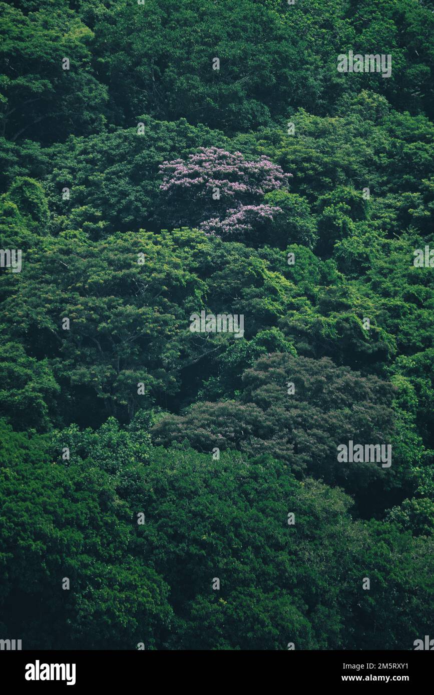 A vertical scenic drone shot of lush trees covered with vibrant green ...