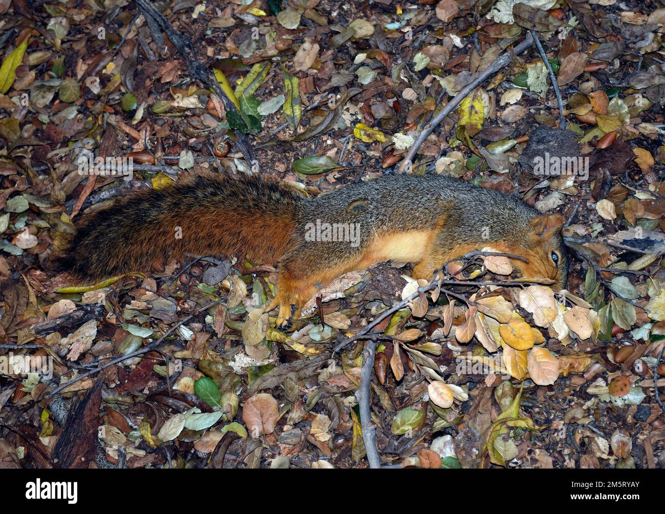 Dead squirrel hi-res stock photography and images - Alamy