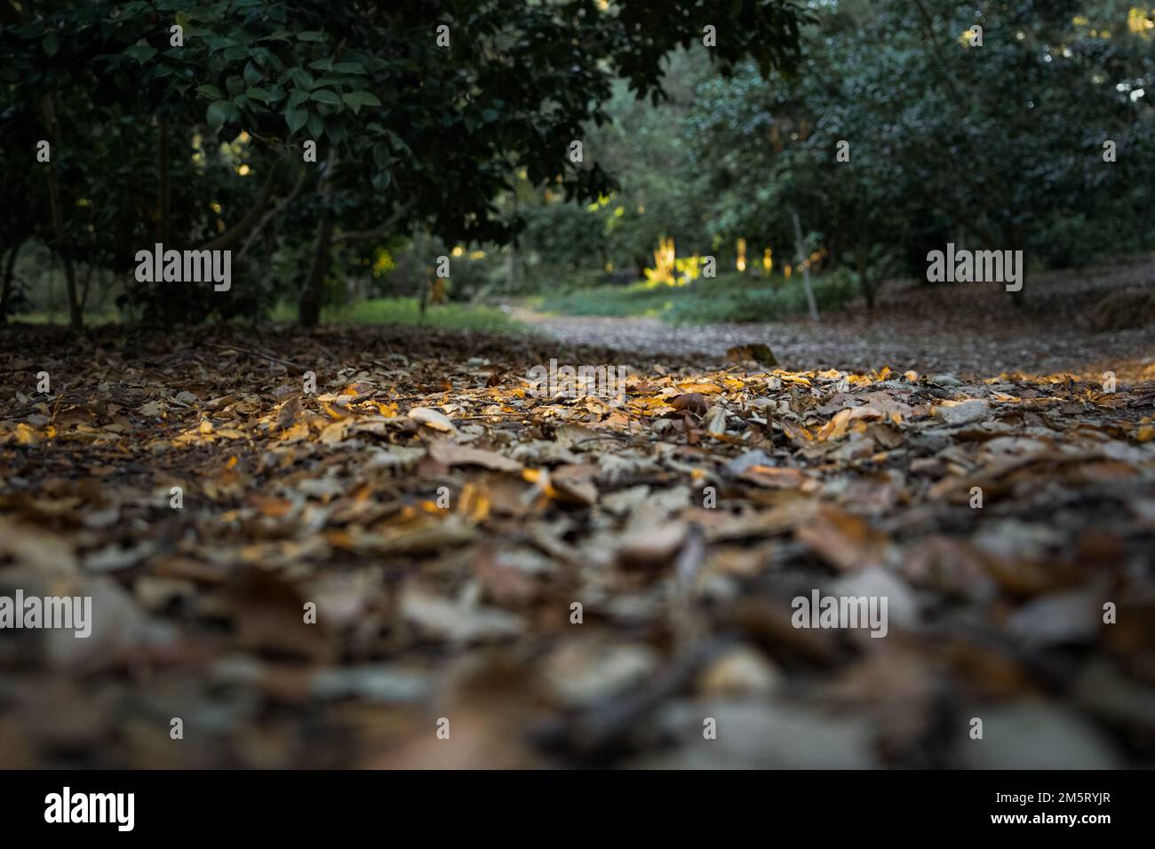 A forest ground filled with fallen leaves during the fall season Stock ...