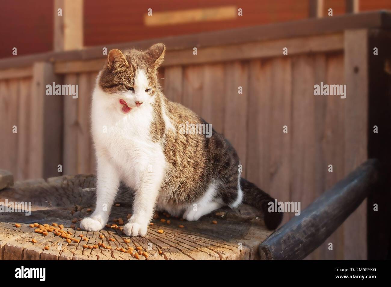 Animal feeding. A gray and white cat eats dry food on a stump Stock ...