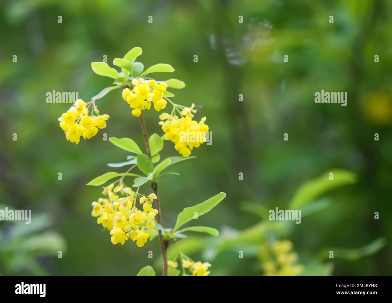 Berberis vulgaris plant hi-res stock photography and images - Alamy