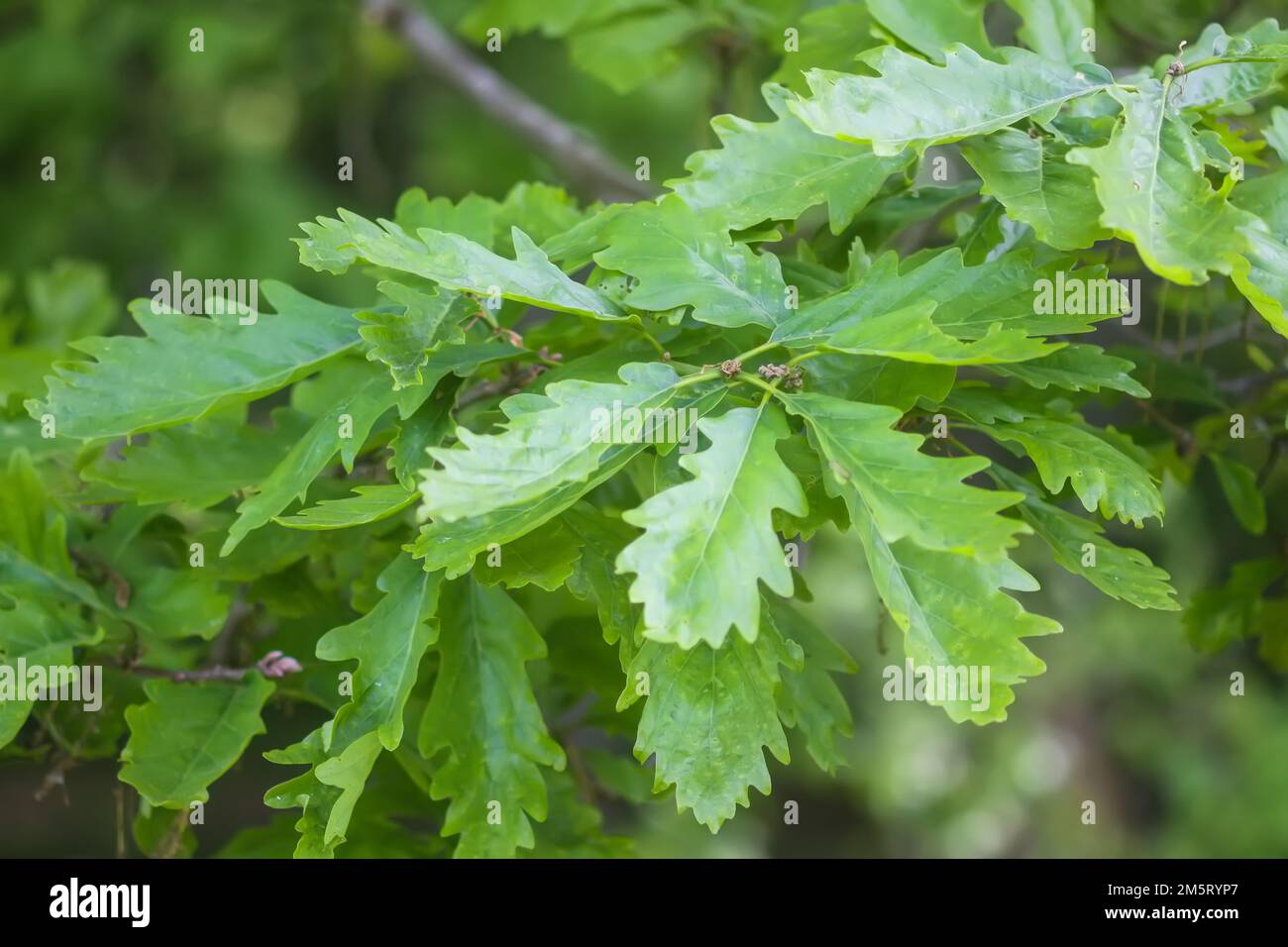 Green oak leaves in hi-res stock photography and images - Alamy