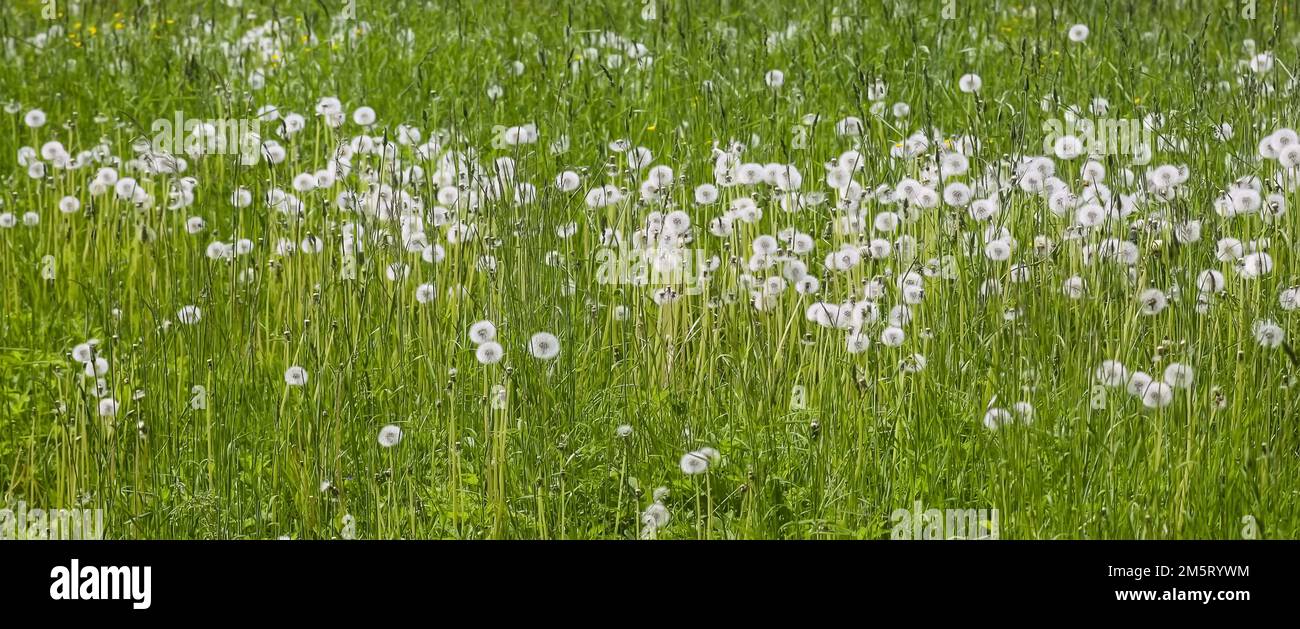 Faded dandelion flowers in the summer lawn Stock Photo - Alamy