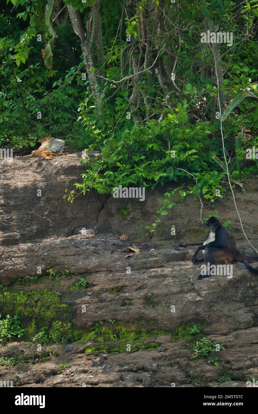 A closeup of a colorful Iguana on a rocky cliff and a spider monkey ...