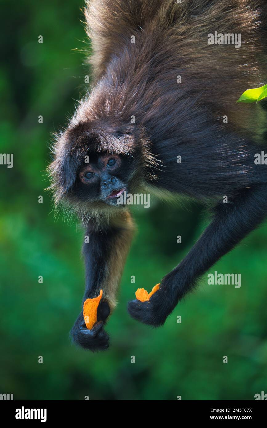 A beautiful closeup of a spider monkey with food in its hand looking ...