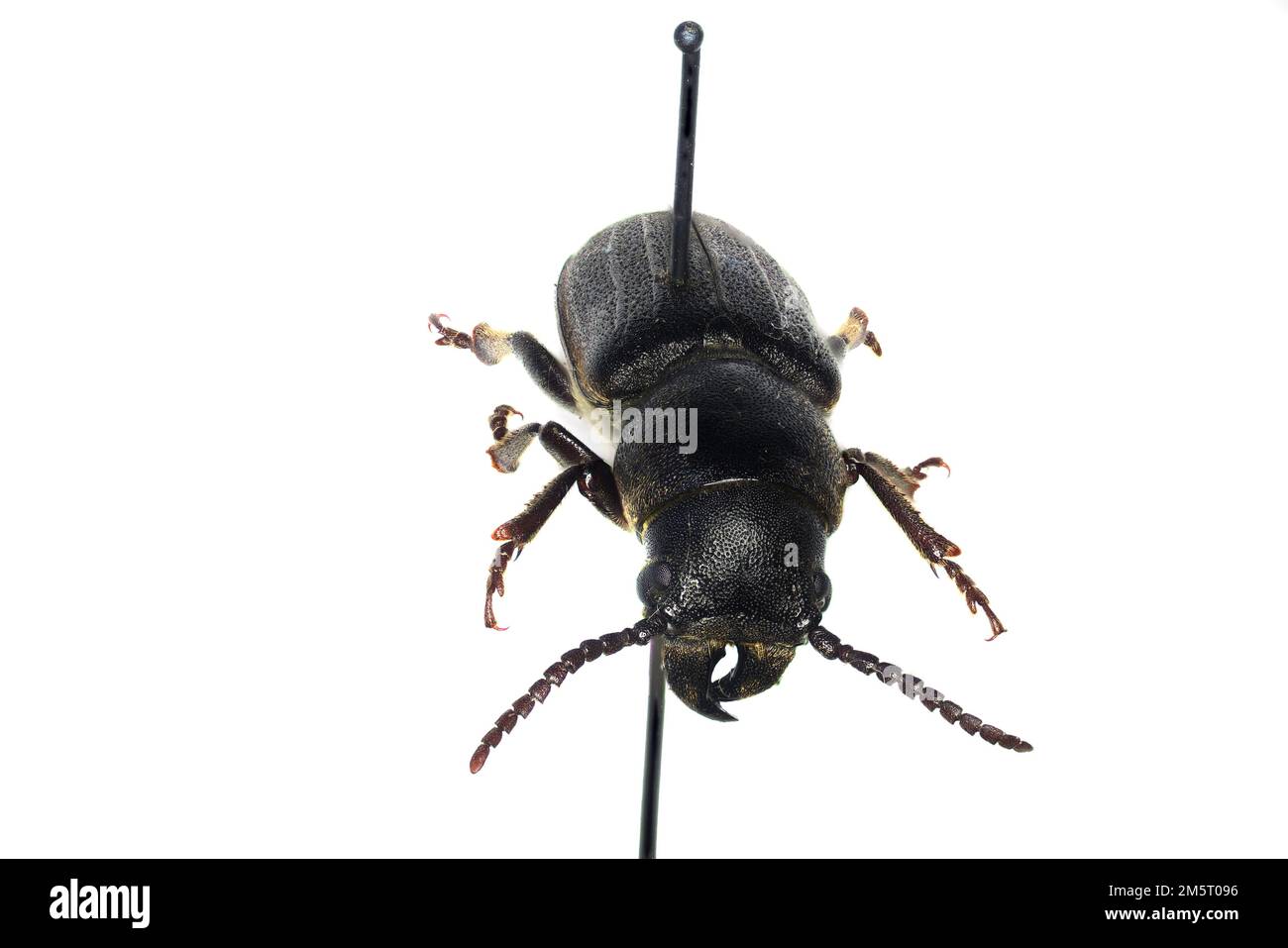 Spondylis buprestoides is bark and wood-boring beetle, prevalent in ...