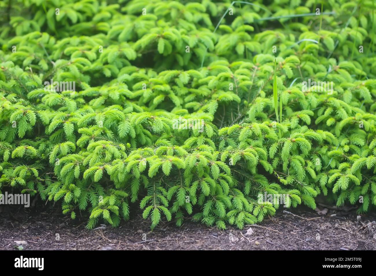 Spruce tree branches in summer park Stock Photo - Alamy