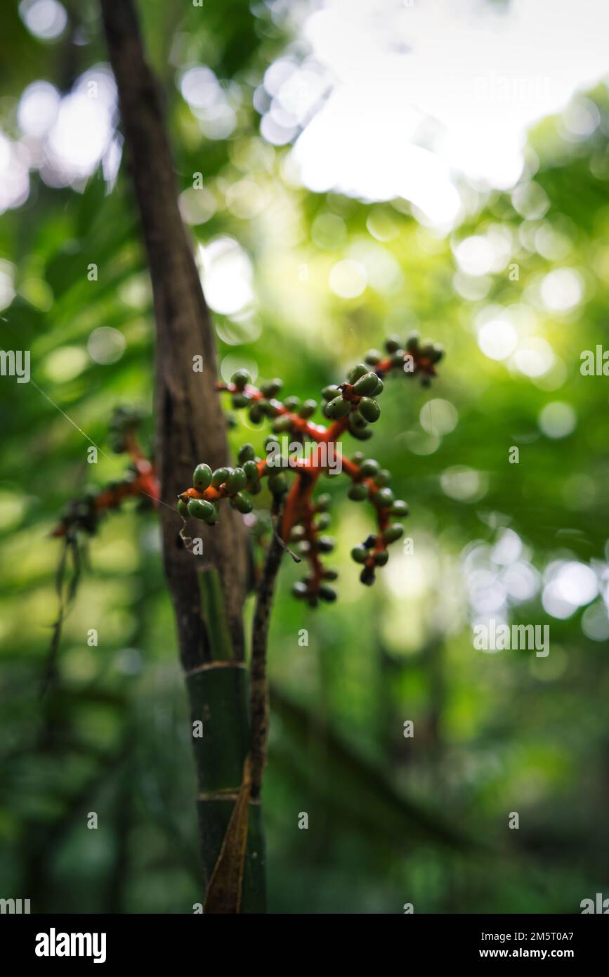 A beautiful closeup of an Elder plant fruit Stock Photo - Alamy